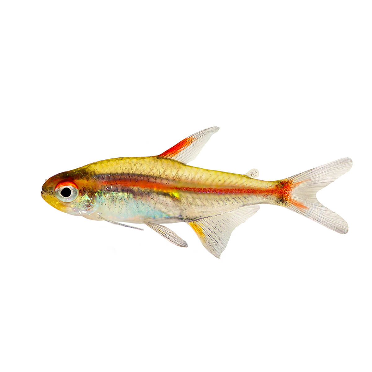 Buy Glow Light Tetra Online | Glow Light Tetra For Sale | FishyKart.com ...