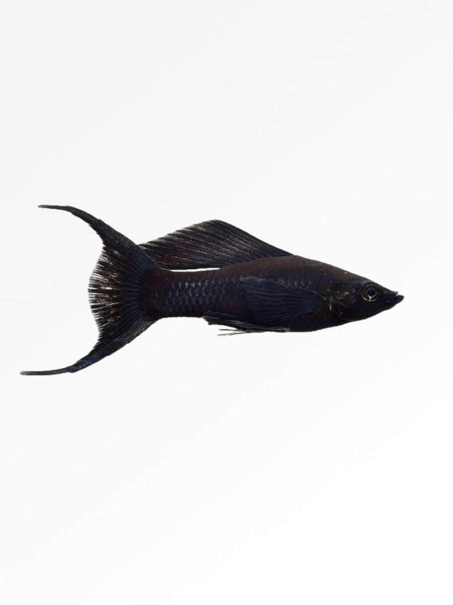 MOON TAIL MOLLY – Fishykart.in