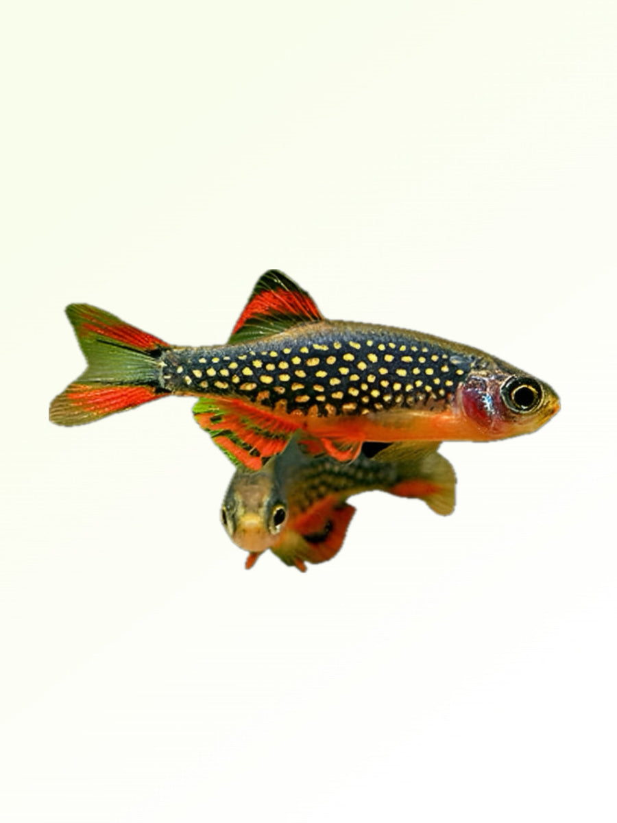 MICRO GALAXY RASBORA – Fishykart.in