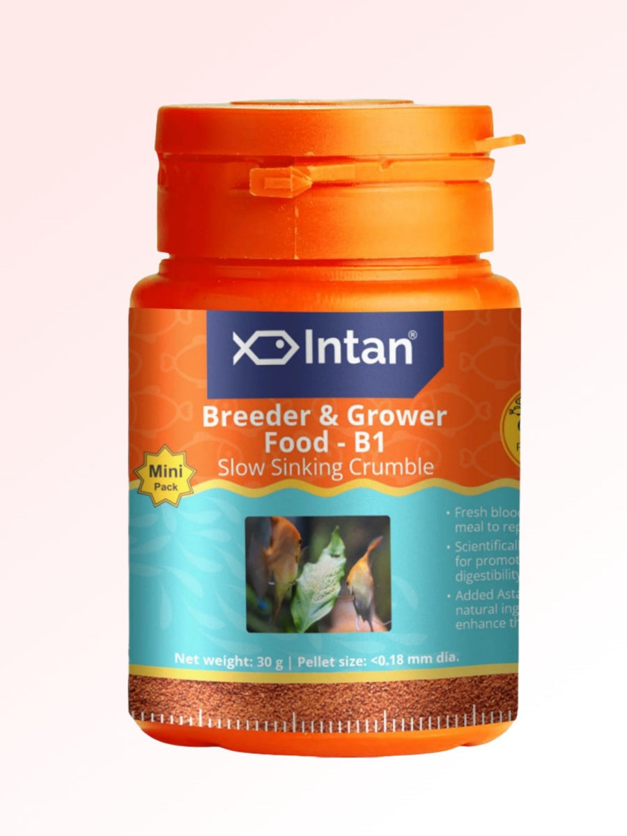 Intan - Breeder & Grower Food - B1 – Fishykart.in