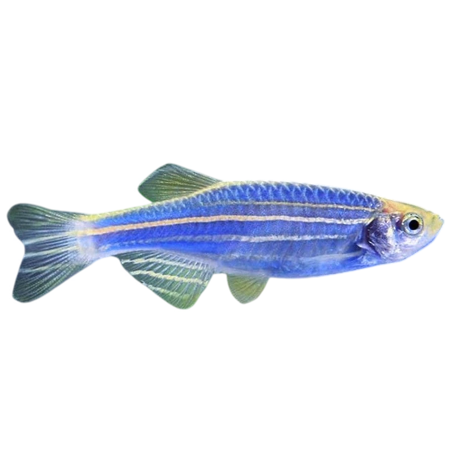 Blue Danio Kery Fish – Fishykart.in