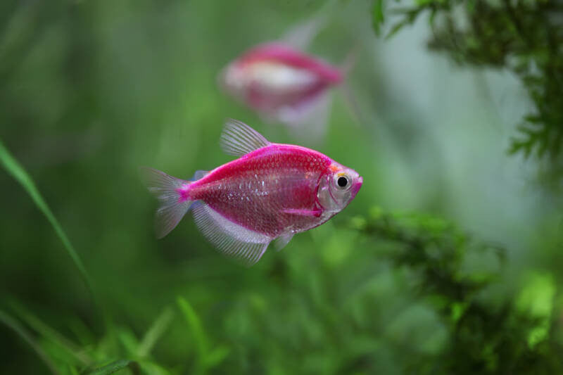 PURPLE WIDOW TETRA – Fishykart.in