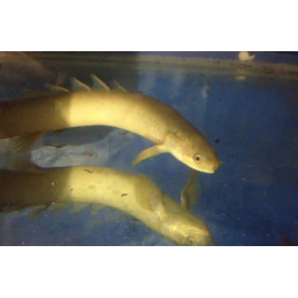 Green Senegal 3' Inches – Fishykart.in