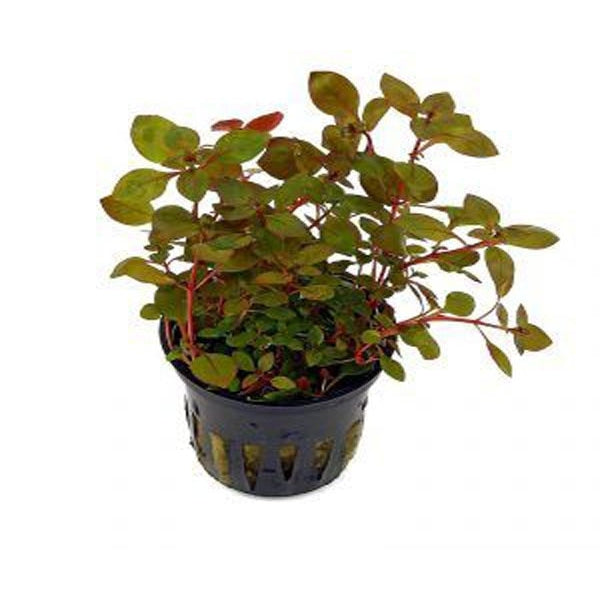 Buy Ludwigia Sp Mini Super Red Online | LudwigiaSp Mini Super Red For ...