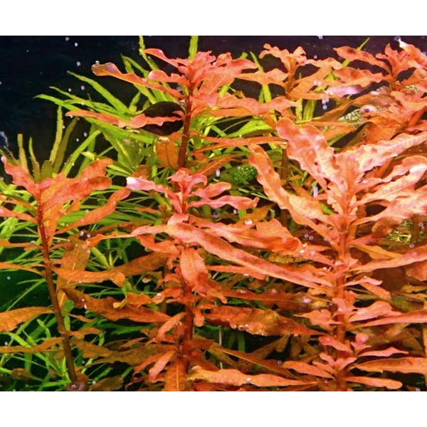 Ludwigia inclinata Aq – Fishykart.in