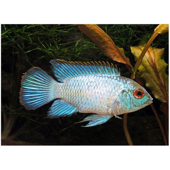 Buy Blue Acara Cichlid Online | Blue Acara Cichlid For Sale | FishyKart ...