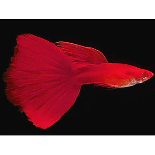 FULL RED ALBINO GUPPY – Fishykart.in