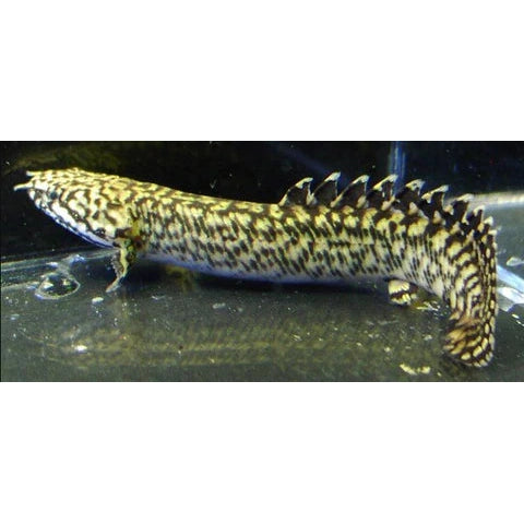 Leopard senegal 3'' Inches – Fishykart.in