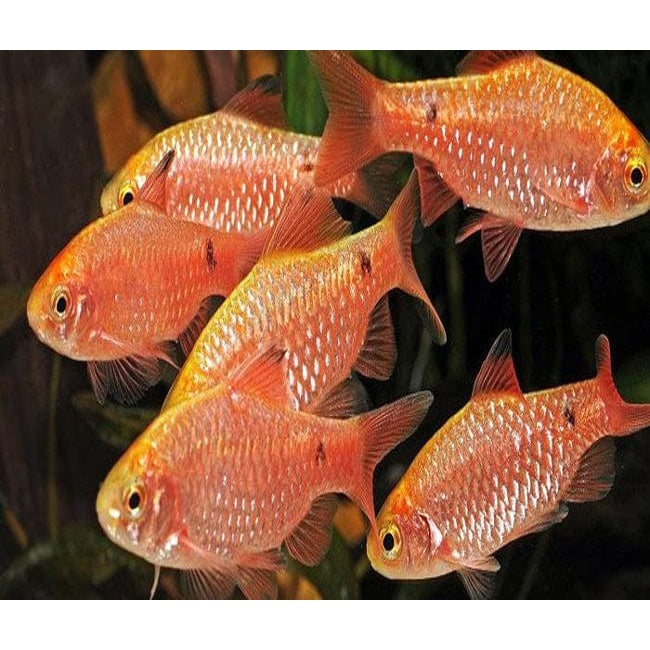 Rosy Barb Fish for Sale-Tank Mates & Fish Food for Rosy Barb – Fishykart.in