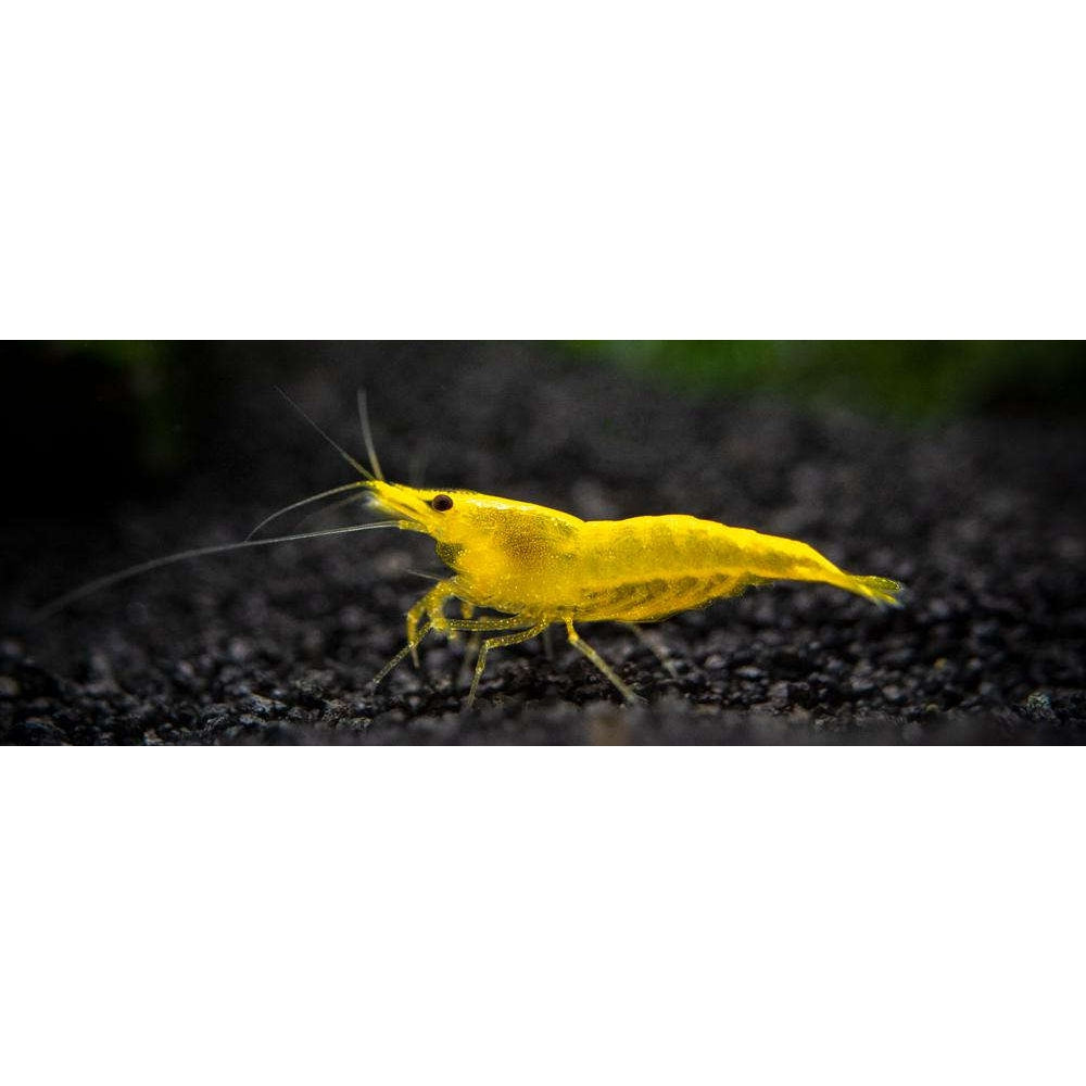 YELLOW SHRIMP COMBO – Fishykart.in